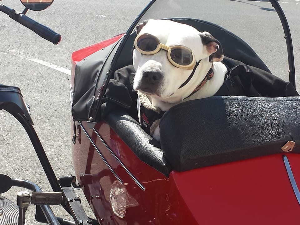 Best Motorcycle Dog Carrier - Motor Gear Expert